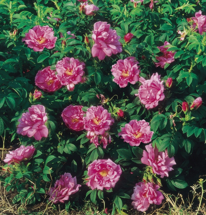 Pink Pavement® - Home